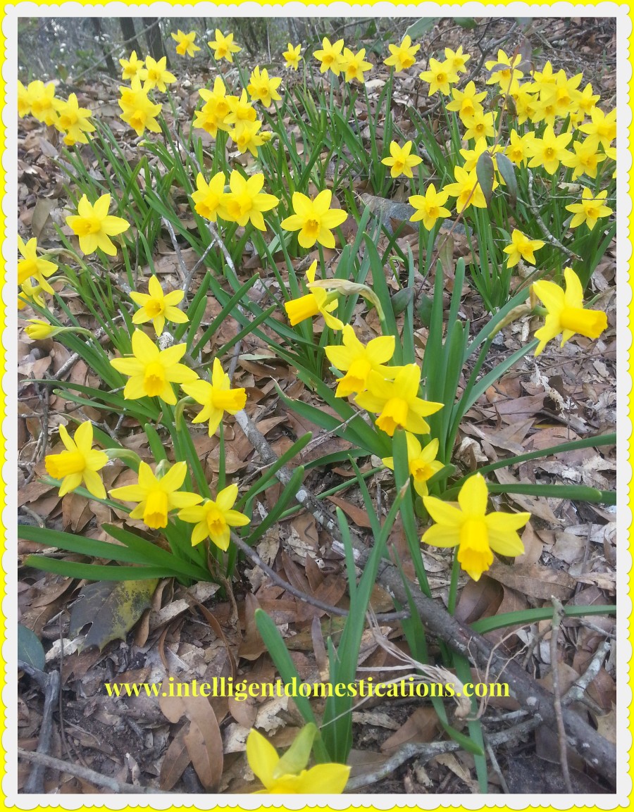 The Daffodil Principle