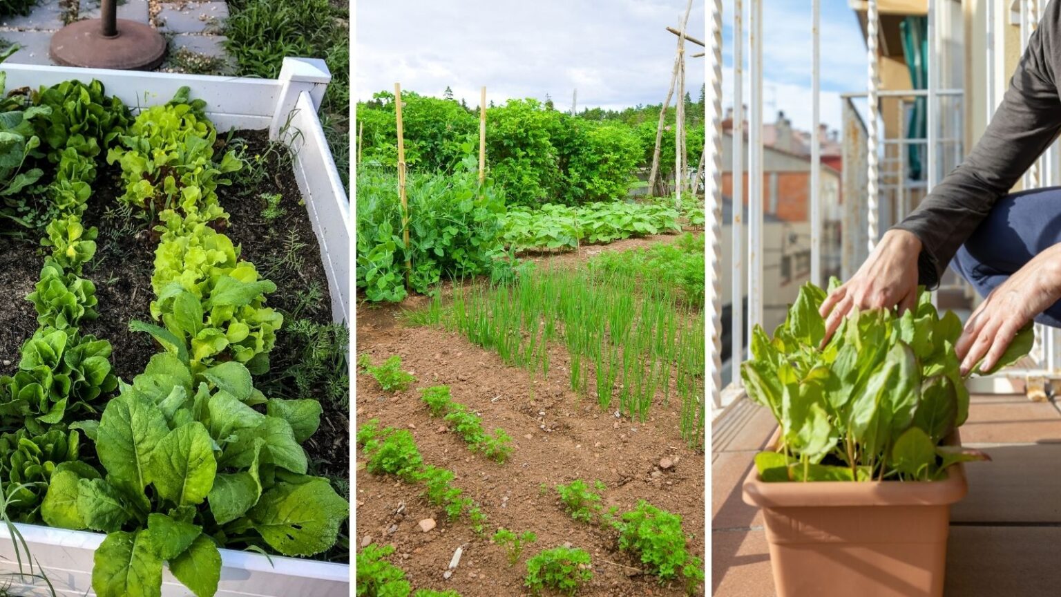 A Lesson Plan For Teaching Children to Grow Food From Seed